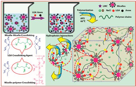 Schematic Representation Of Hydrogel Synthesis And Major Interaction