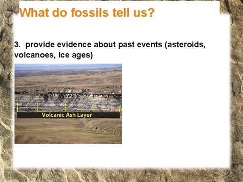 What Is A Fossil A Fossil Is The