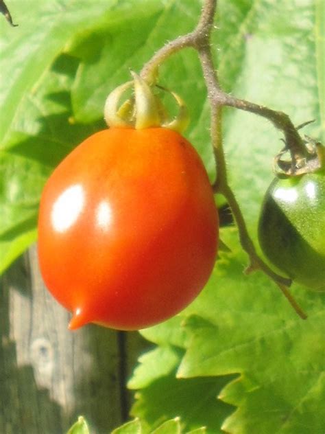 Piennolo Del Vesuvio Samenfestes Saatgut Landschaftenschmecken