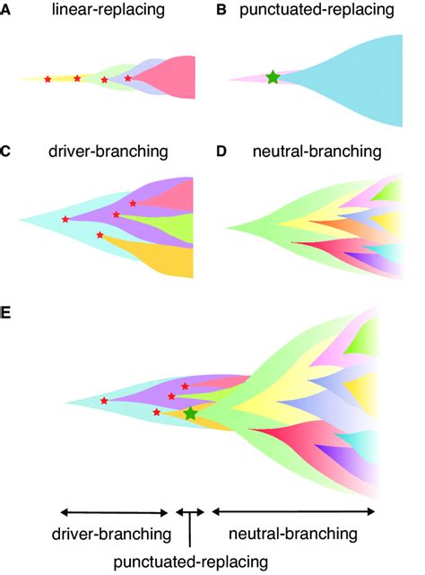 Illustrating The Scenarios In Cancer Evolution A D The Four Typical