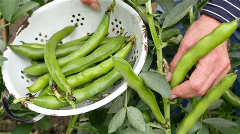 How To Grow Broad Beans Add These Low Maintenance Crops To Your Veg