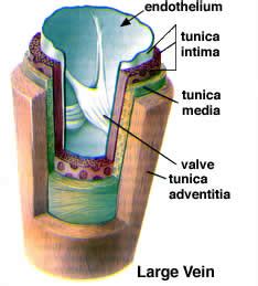 Difference Between Nerve And Vein Nerve Vs Vein