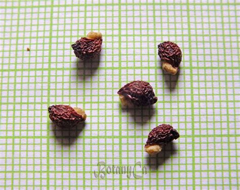 Fridays Seeds Tiger Iris Botanically Inclined Seed Adventures