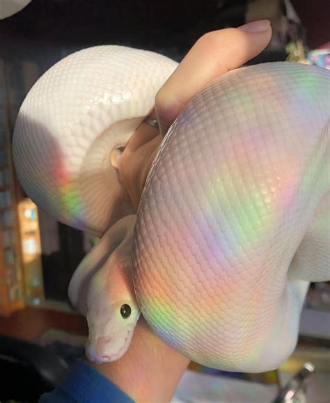 New Rainbow Morph Rballpython
