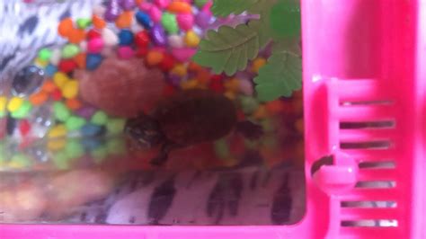 Turtle Youtube