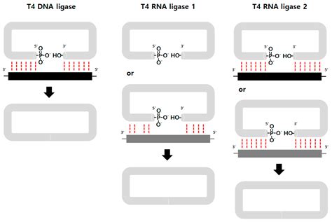 Pros And Cons Of In Vitro Methods For Circular Rna Preparation