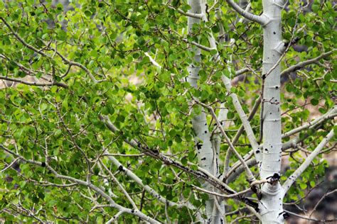 Birch Vs Aspen The Forestry Pros