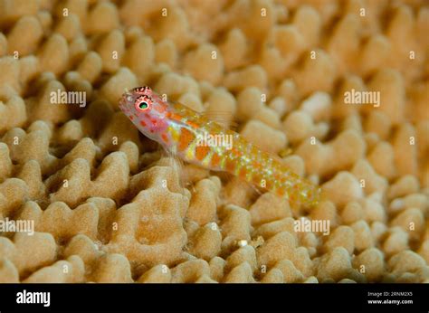 Spotted Pygmygoby Eviota Guttata On Coral Four Kings Dive Site