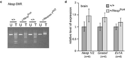 transcription and methylation status of the gnas cluster is unaltered