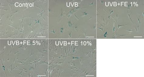 Effects Of Fe On Sa β Gal Staining And Morphology Of Human Skin Download Scientific Diagram