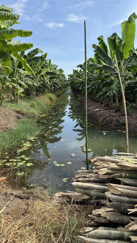 สวนเกษตรผสมผสาน Coconut สวนเกษตรผสมผสาน Coconut Thailand