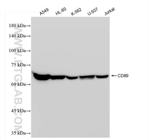Cd89 Antibody 84384 5 Rr Proteintech