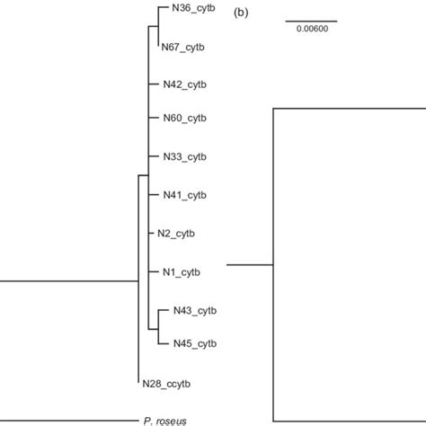 phylogenetic tree reconstructions based on bayesian inference bi