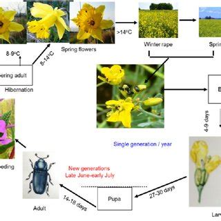 Flea Beetles Life Cycle