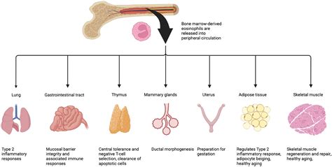 Frontiers Origins And Functions Of Eosinophils In Two Non Mucosal Tissues