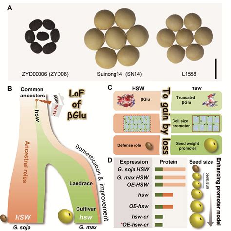 Journal Of Integrative Plant Biology Vol 65 No 11