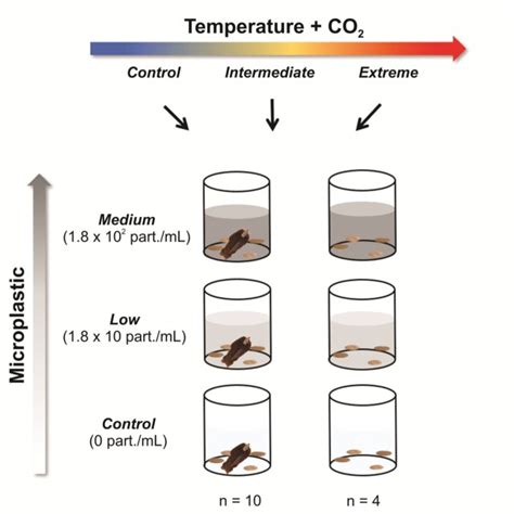 Experimental Design Microplastic Concentrations Control 0