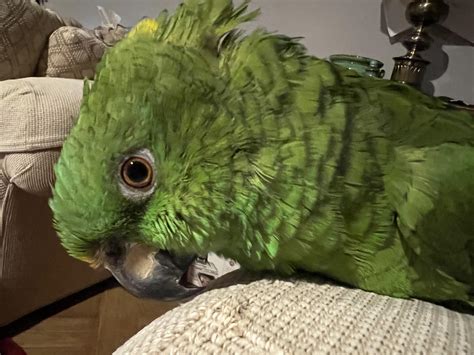 “scratch Me” Rparrots