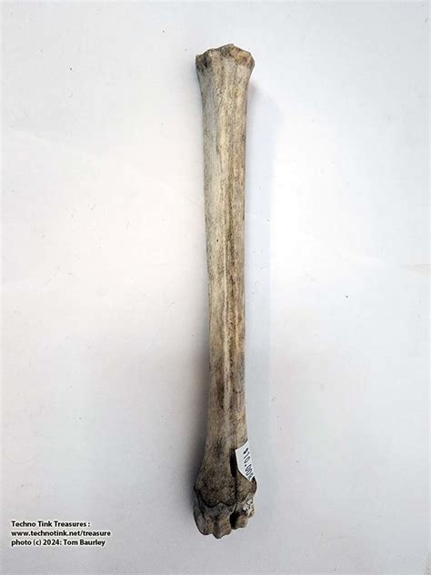 Deer Tibia Measuring Approximately 10″x15″x1″ Deer Tibia Measuring Approximately 10″x15″x1″