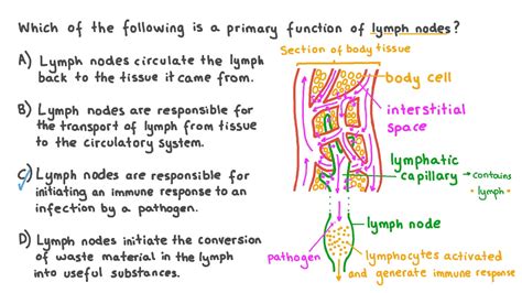 Lymph Node Structure And Function