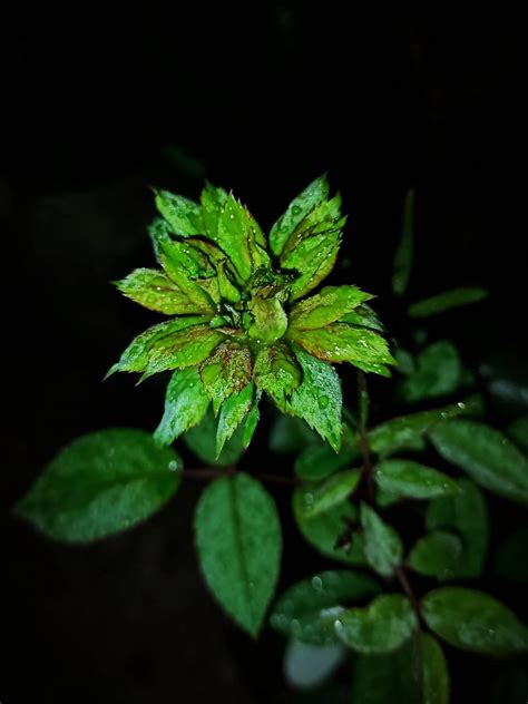 শখের ছাদ বাগান আসসালামু আলাইকুম গাছ প্রেমি ও ছাদ বাগানি ভাই বোনেরা বর্ষাকাল গাছ লাগানোর