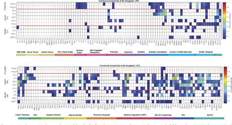 Figure 1 From Human Amygdala Compared To Orbitofrontal Cortex Connectivity And Emotion