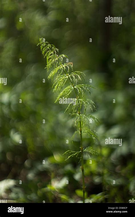 Natural Light A Shallow DOF Bokeh Stock Photo Alamy