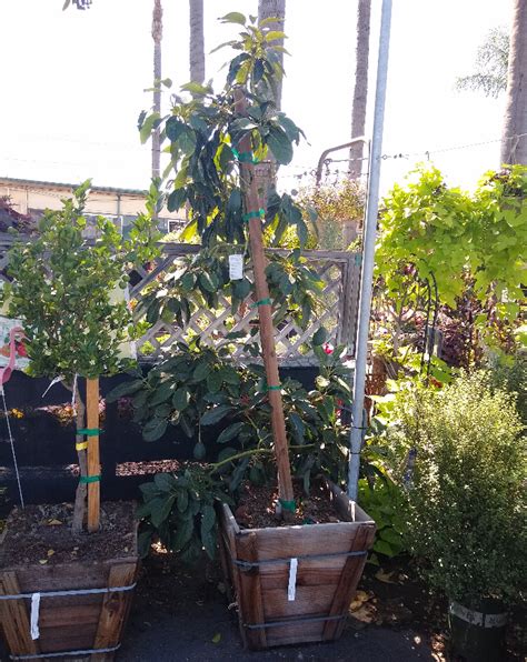 How To Make Your Avocado Tree Grow Faster