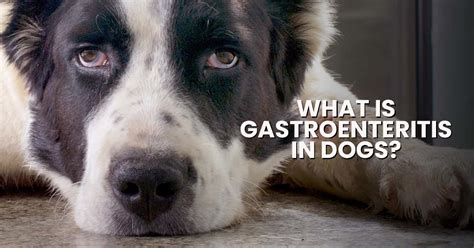 What You Need To Know About Gastroenteritis In Dogs Dogs Naturally
