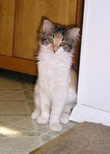 Happy Ending Zuzu F K A Nitzana Angel S Wish Angel S Wish