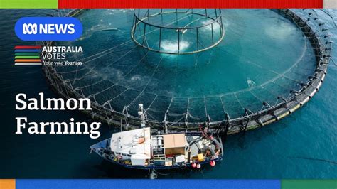 Tasmanian Voters Divided Over Salmon Farming Industry Abc News