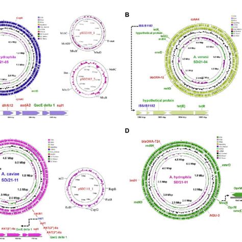 Circular Maps Of Whole Genome Sequences Of Aeromonas Spp Isolated From Download Scientific