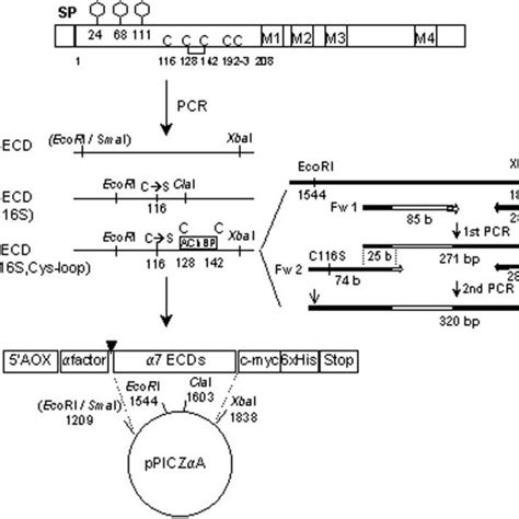 Schematic Representation Of The Construction Of Expression Plasmids A Download Scientific