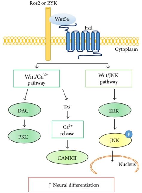 Noncanonical Wnt5a Signalling A Simplified View Wnt5a Open I