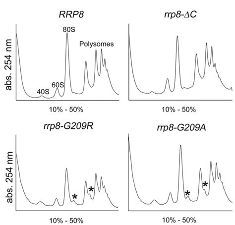 Polysome Profile Analysis Of The Point Mutants Polysome Profile