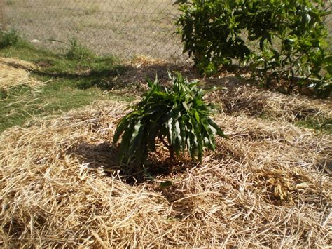 Dwarf Peach Tree Prunus Persica