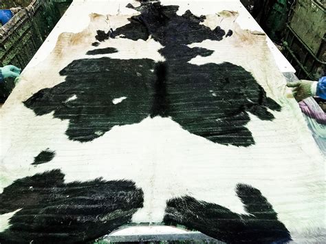 Cattle Hides Ajhollander Products