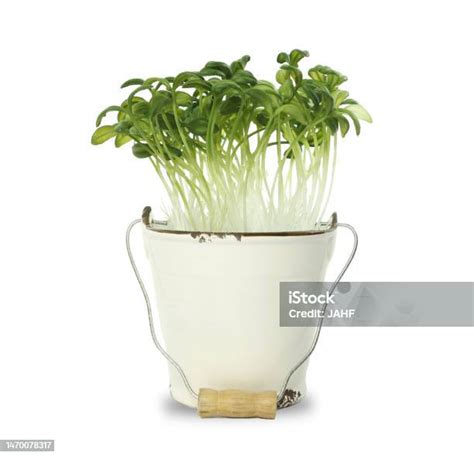 다양한 꽃과 인공 식물 데이지 장미 선인장 흰 냄비에 있는 Mastuerzo 빈티지 스타일 장식 인테리어 Png 투명 0명에 대한 스톡 사진 및 기타 이미지 Istock