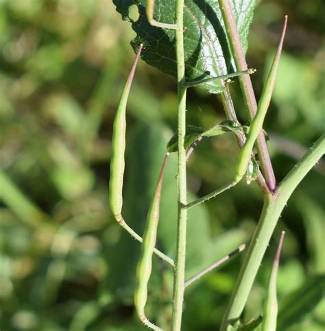 Plantas Beleza E Diversidade Saramago Raphanus Raphanistrum Subsp Raphanistrum