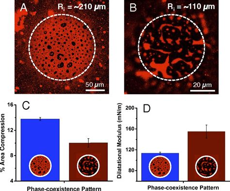 Interfacial Curvature Effects On The Monolayer Morphology And Dynamics Of A Clinical Lung