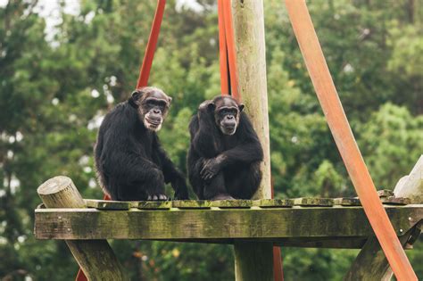 The Alamogordo Chimps Will Transfer To Chimp Haven Chimp Haven