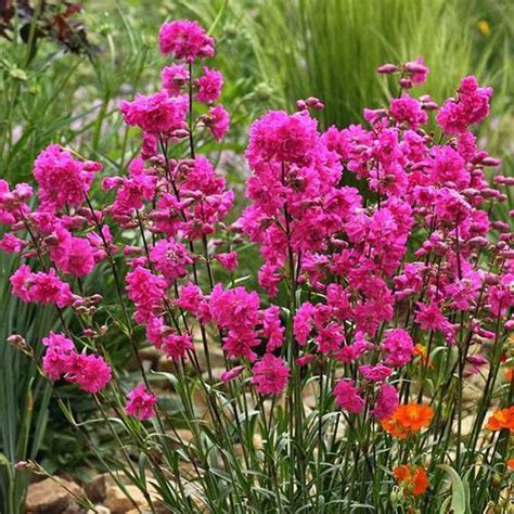 Lychnis Viscaria Feuer Sadnice