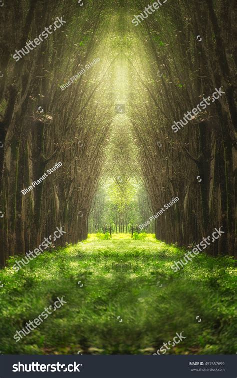 Imaginary Tree Tunnel Nature Fantasywoods Trees Stock Photo 457657699 Shutterstock