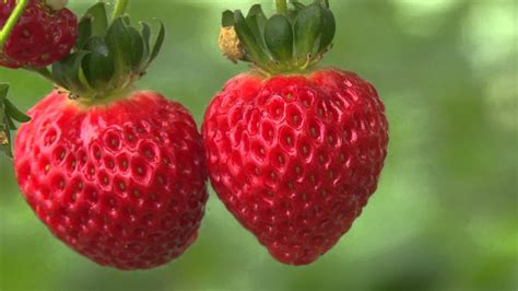 მარწყვის სათბური აგრო სერვის ცენტრში Youtube