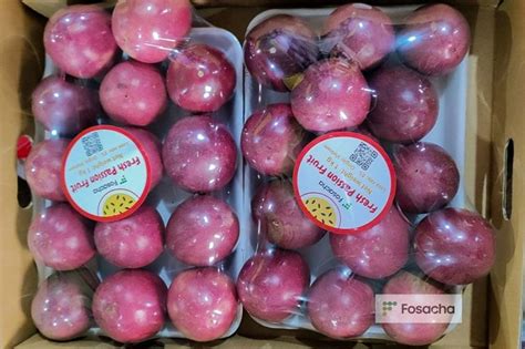 Passion Fruit Harvest Season In Vietnam