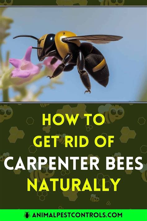 How To Get Rid Of Carpenter Bees Naturally Carpenter Bee Bee