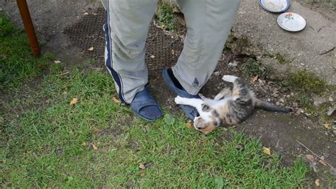 Babe Playful Gay Cat Kitten Stock Footage Video Royalty Free Shutterstock