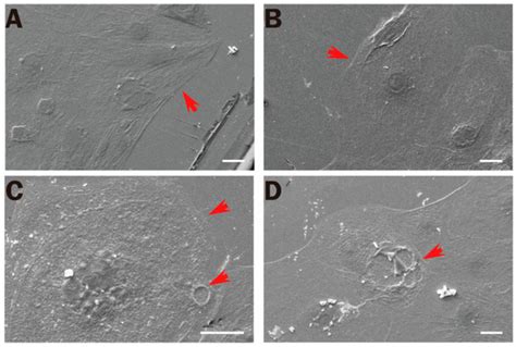 Role Of Cx43 In Ipsc Cm Damage Induced By Microwave Radiation
