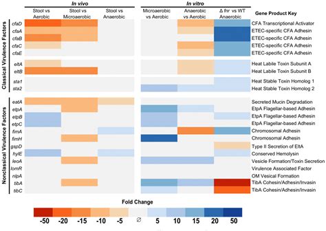 Figure 2 From Enterotoxigenic E Coli Virulence Gene Regulation In Human Infections Semantic