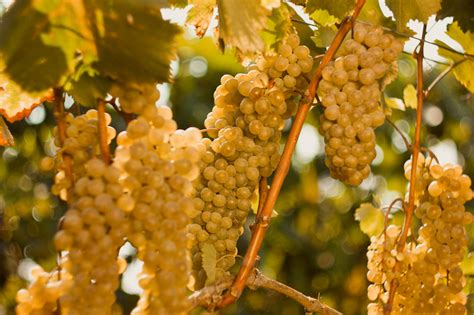 조지아 와인 6편 조지아 와인의 10가지 비밀 와인21닷컴